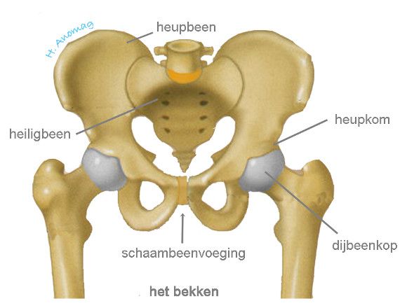 Heup, bekken en heupgewricht. - Feldenkraiscentrum Utrecht